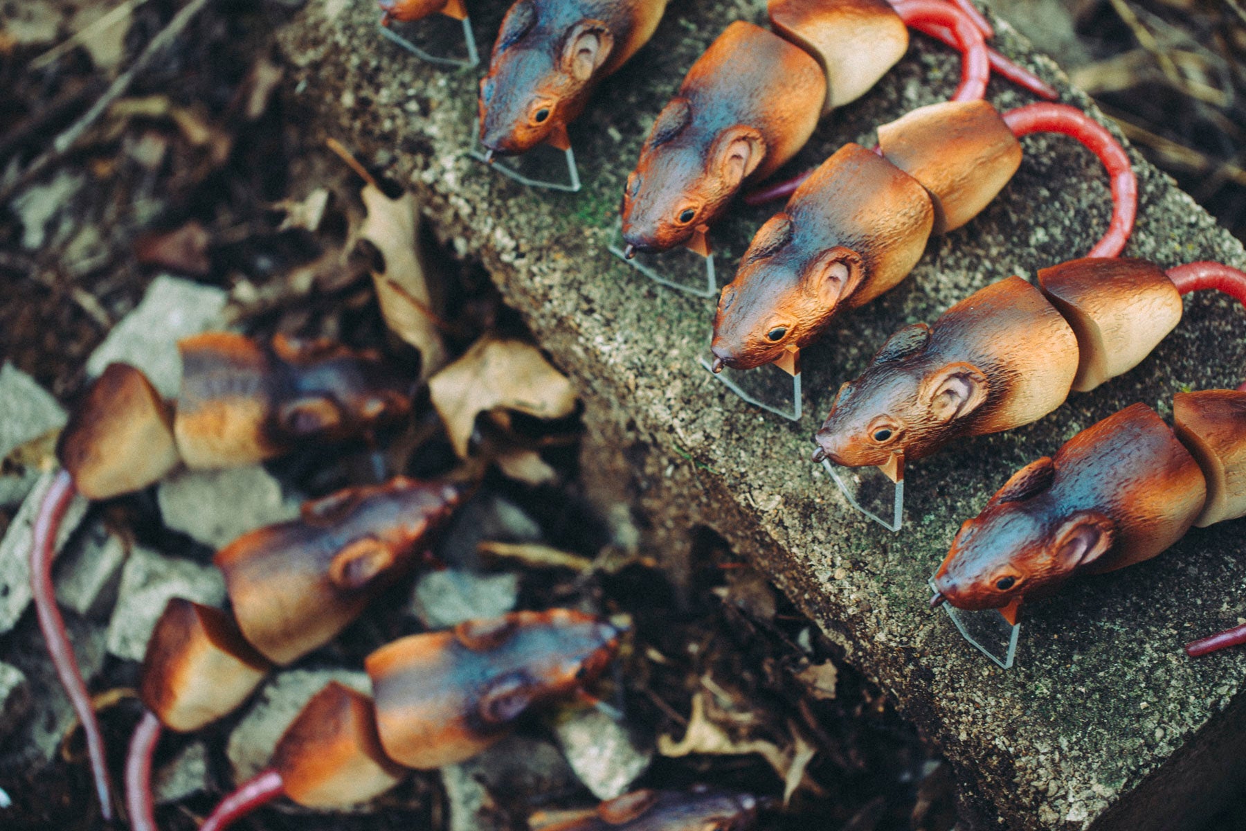 SCUZZ RAT – bass brains